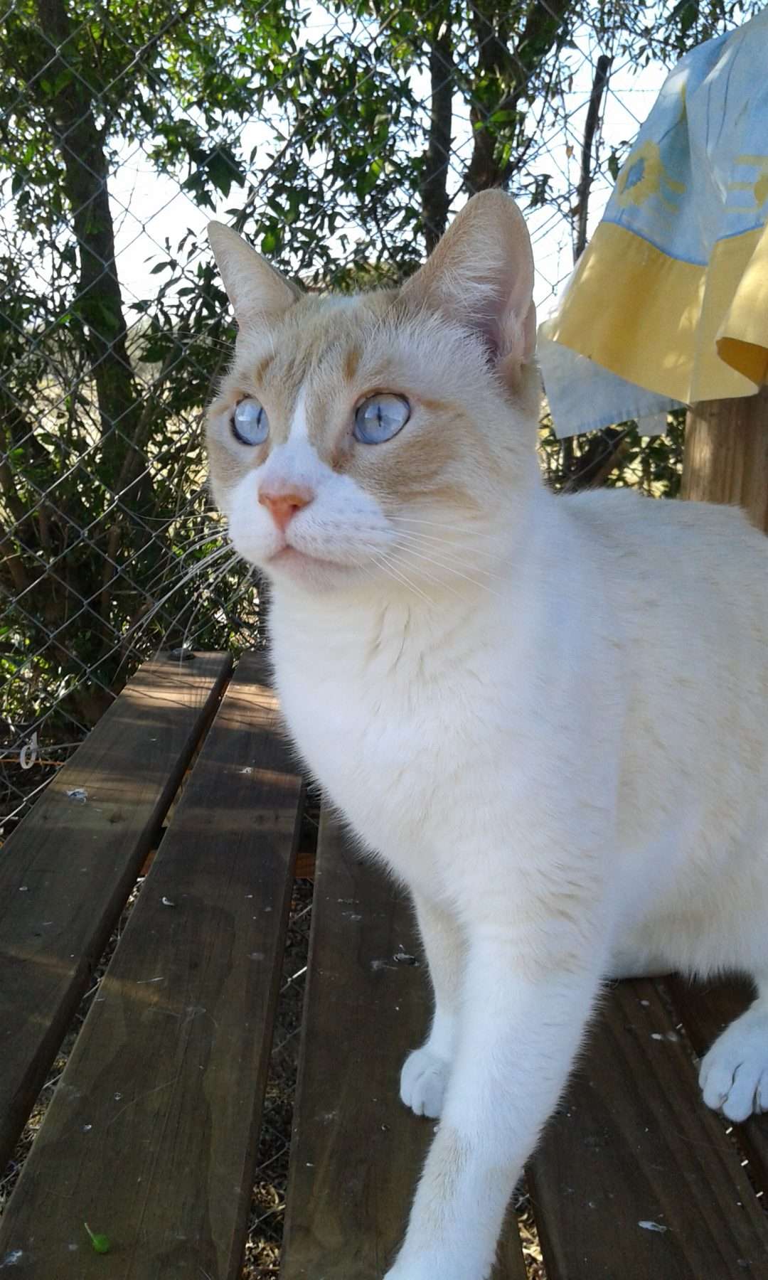 Cat & Dog World - Luxury Cattery