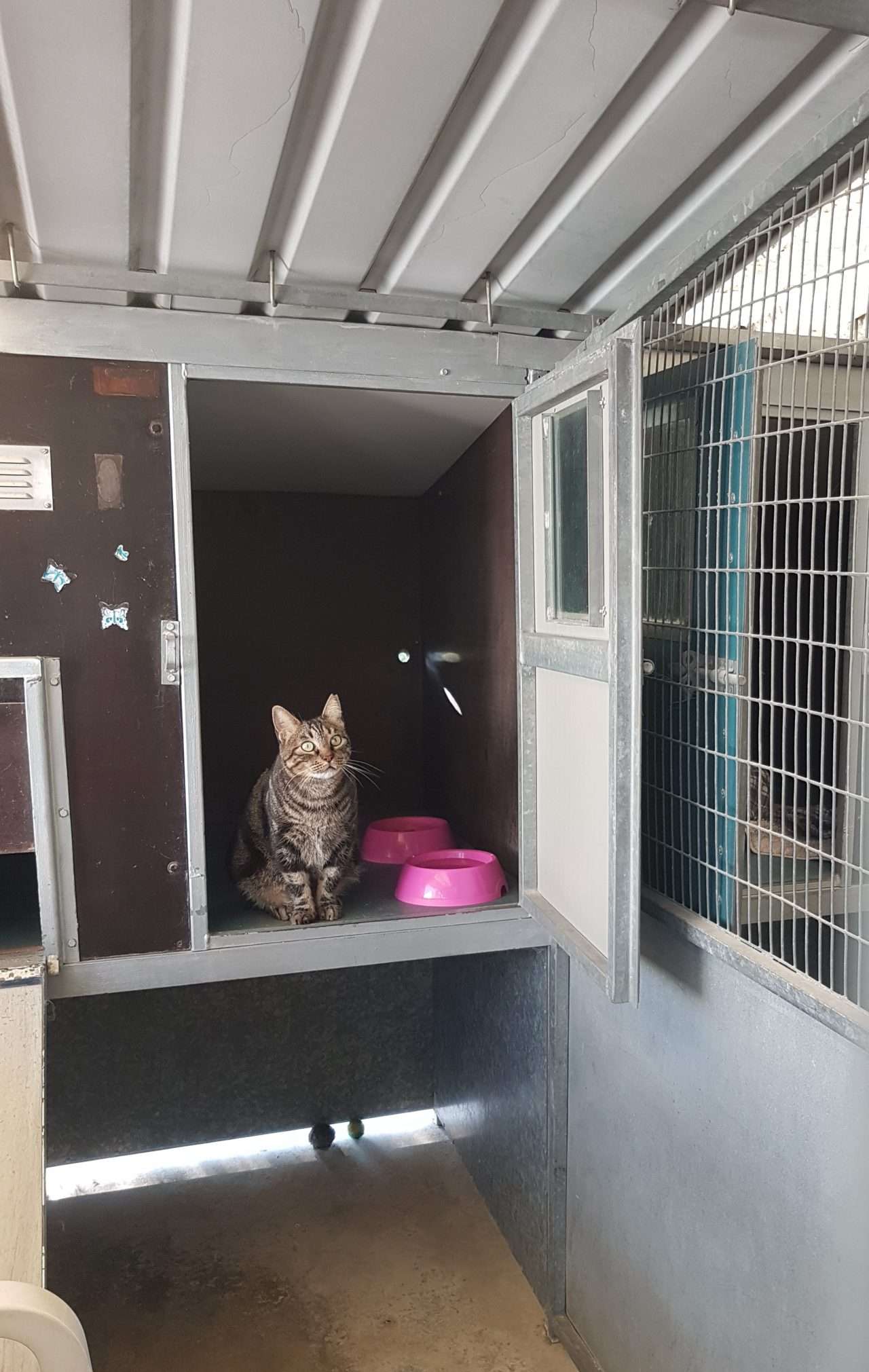 Cat & Dog World - Luxury Cattery