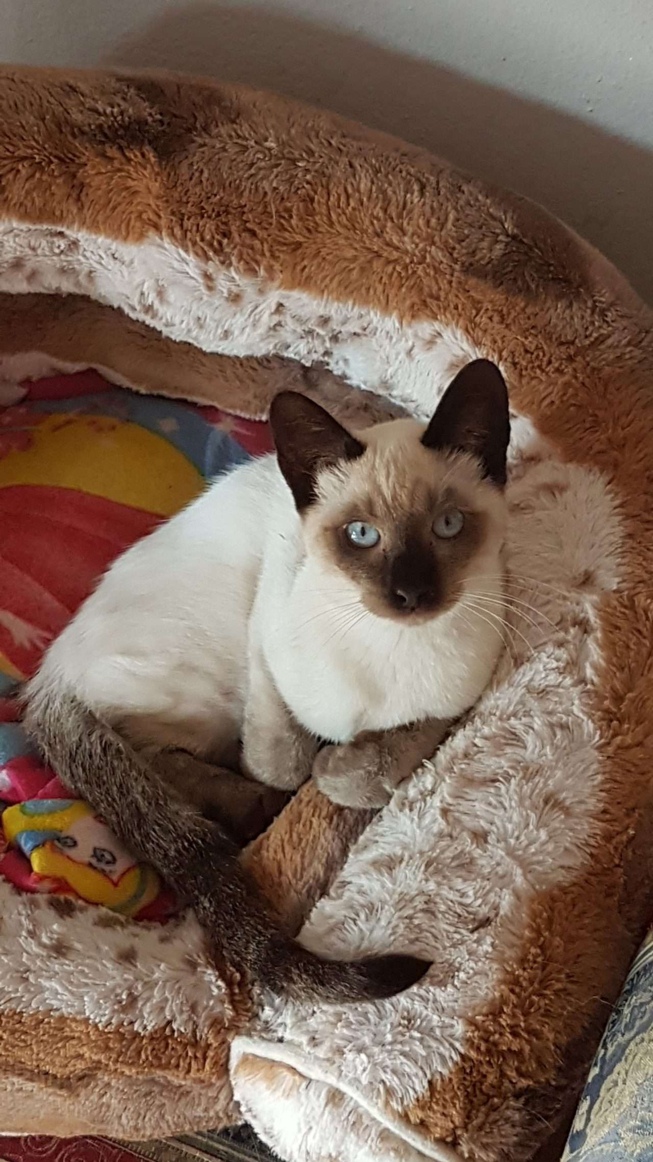 Cat & Dog World - Luxury Cattery